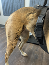Atypical Cutaneous Fungal Infections: Sporotrichosis — Mid-Atlantic ...