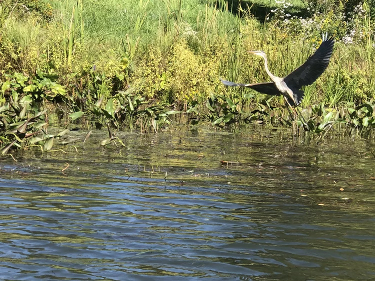 Friends of High Point Lake