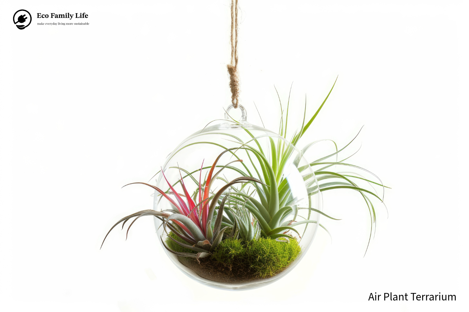 Discover the 12 Most Popular Terrarium Styles to Elevate Your Home ...