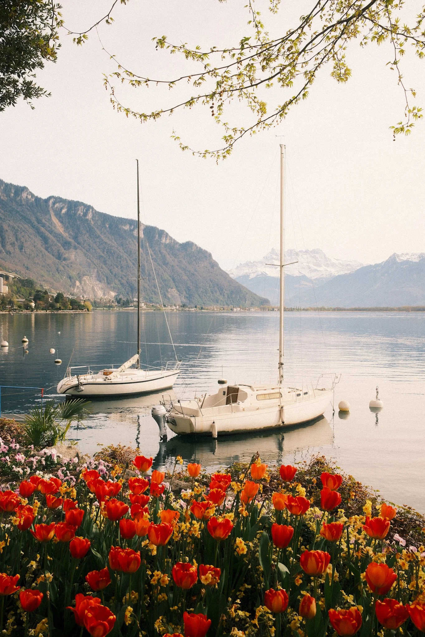 Classic Cuban Negative — Osan Bilgi