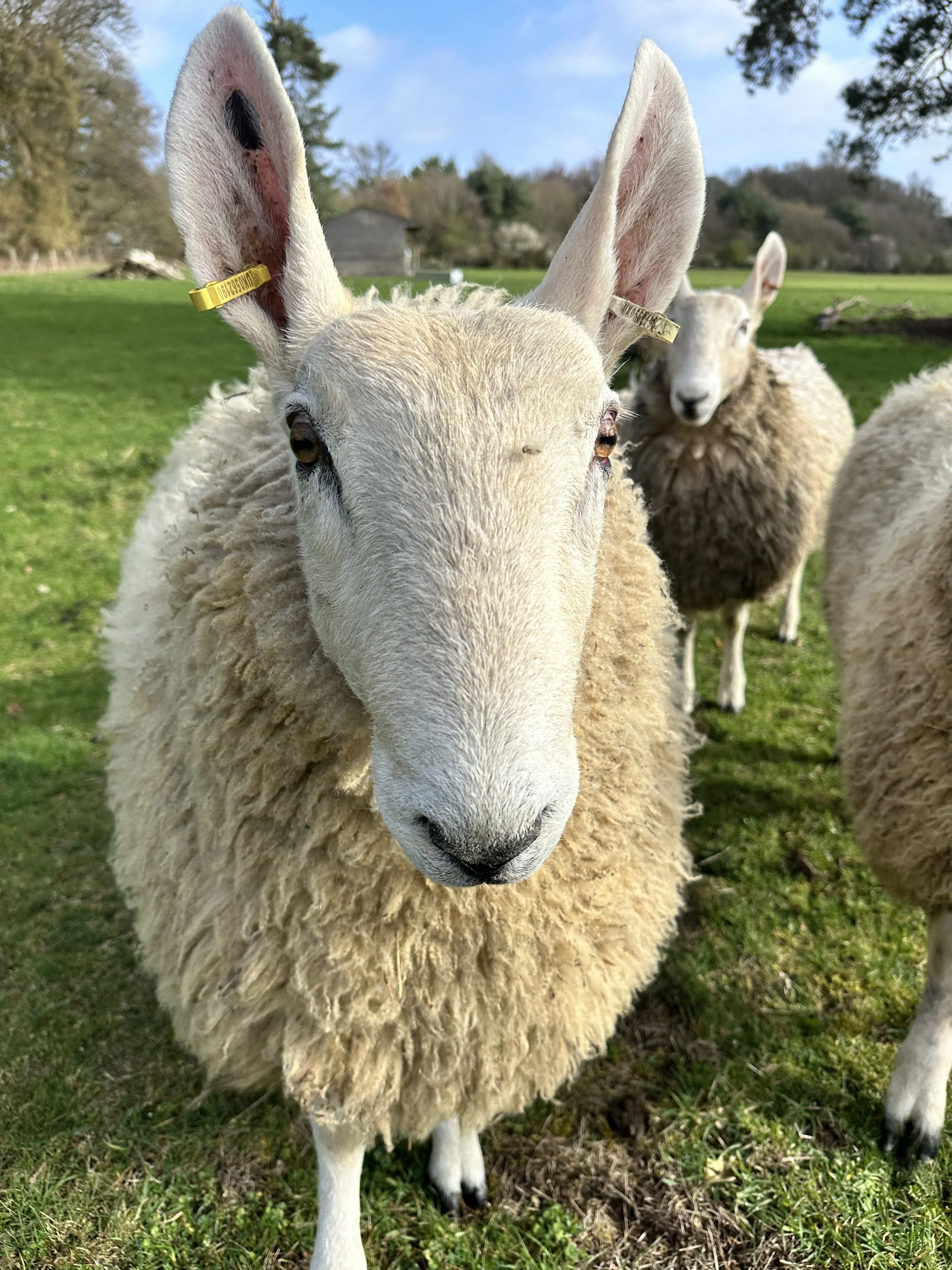 About the Border Leicester — Beachamwell Sheep