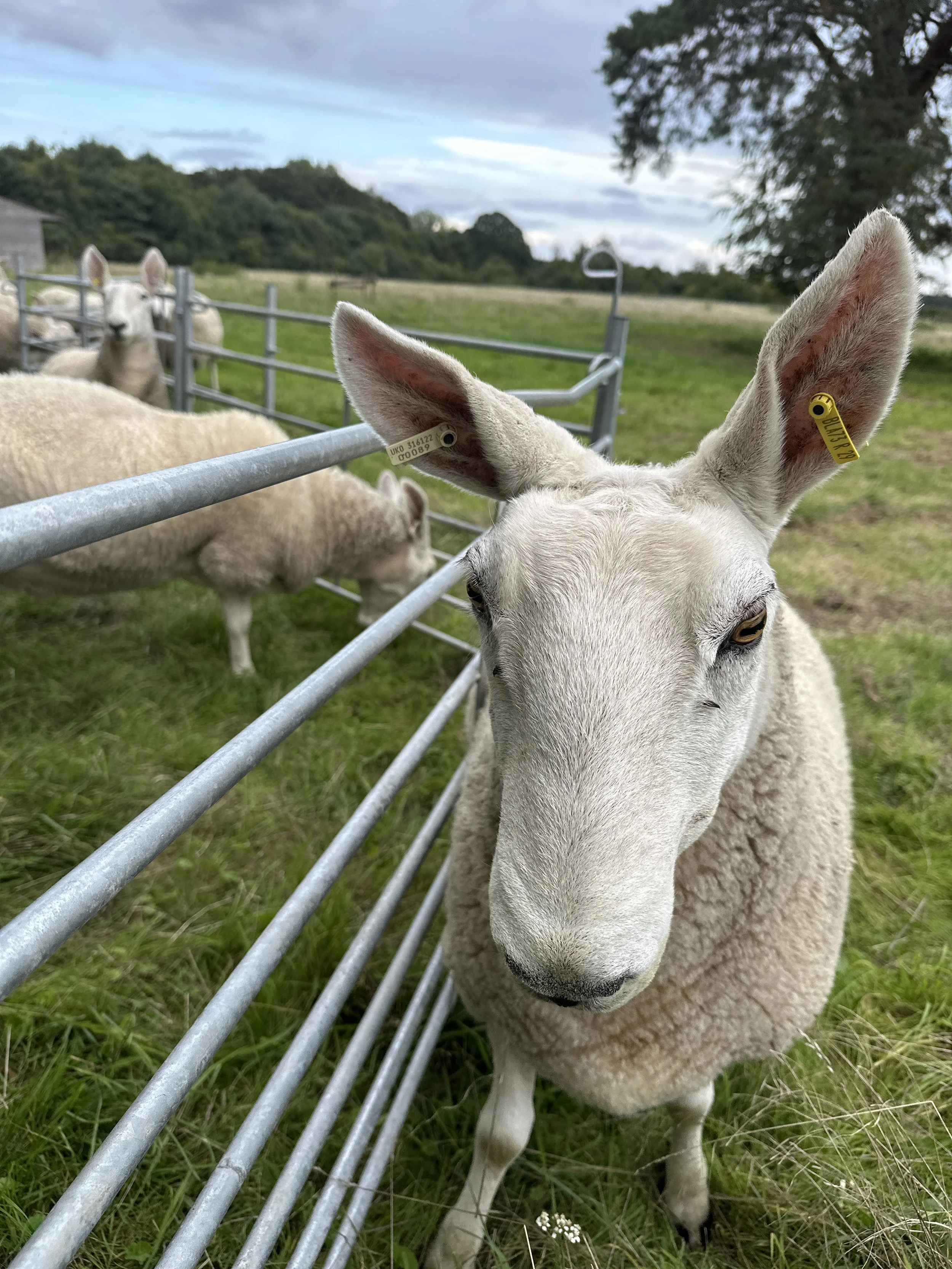 About the Border Leicester — Beachamwell Sheep