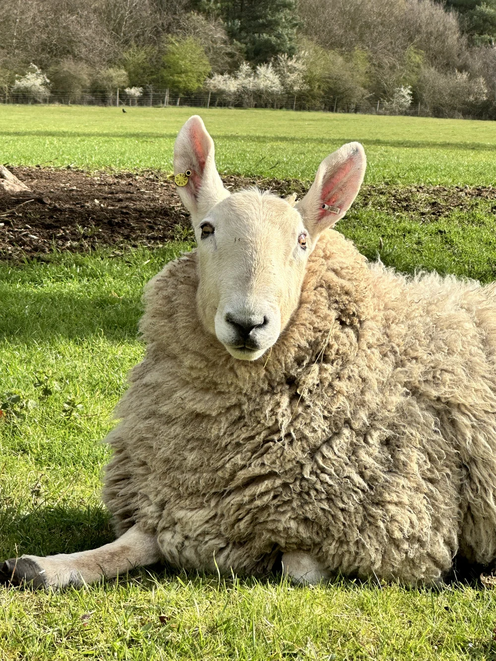 About the Border Leicester — Beachamwell Sheep