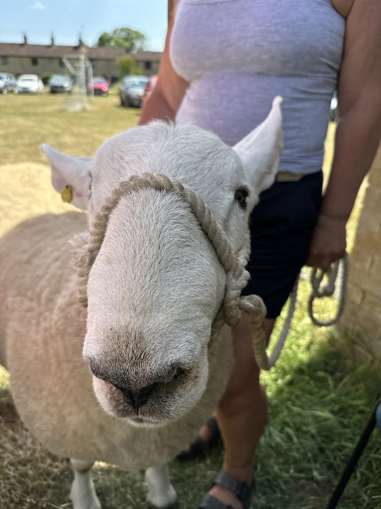 About the Border Leicester — Beachamwell Sheep