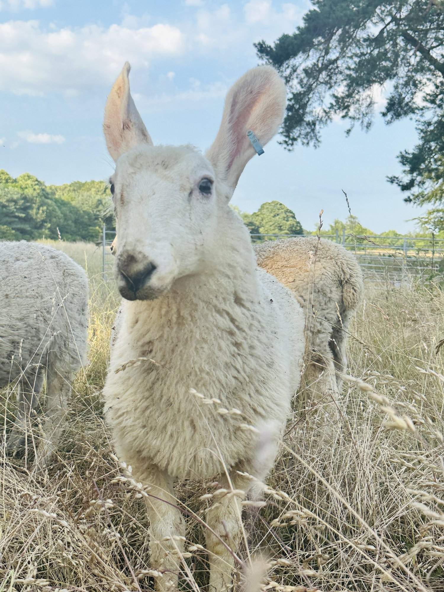 About the Border Leicester — Beachamwell Sheep