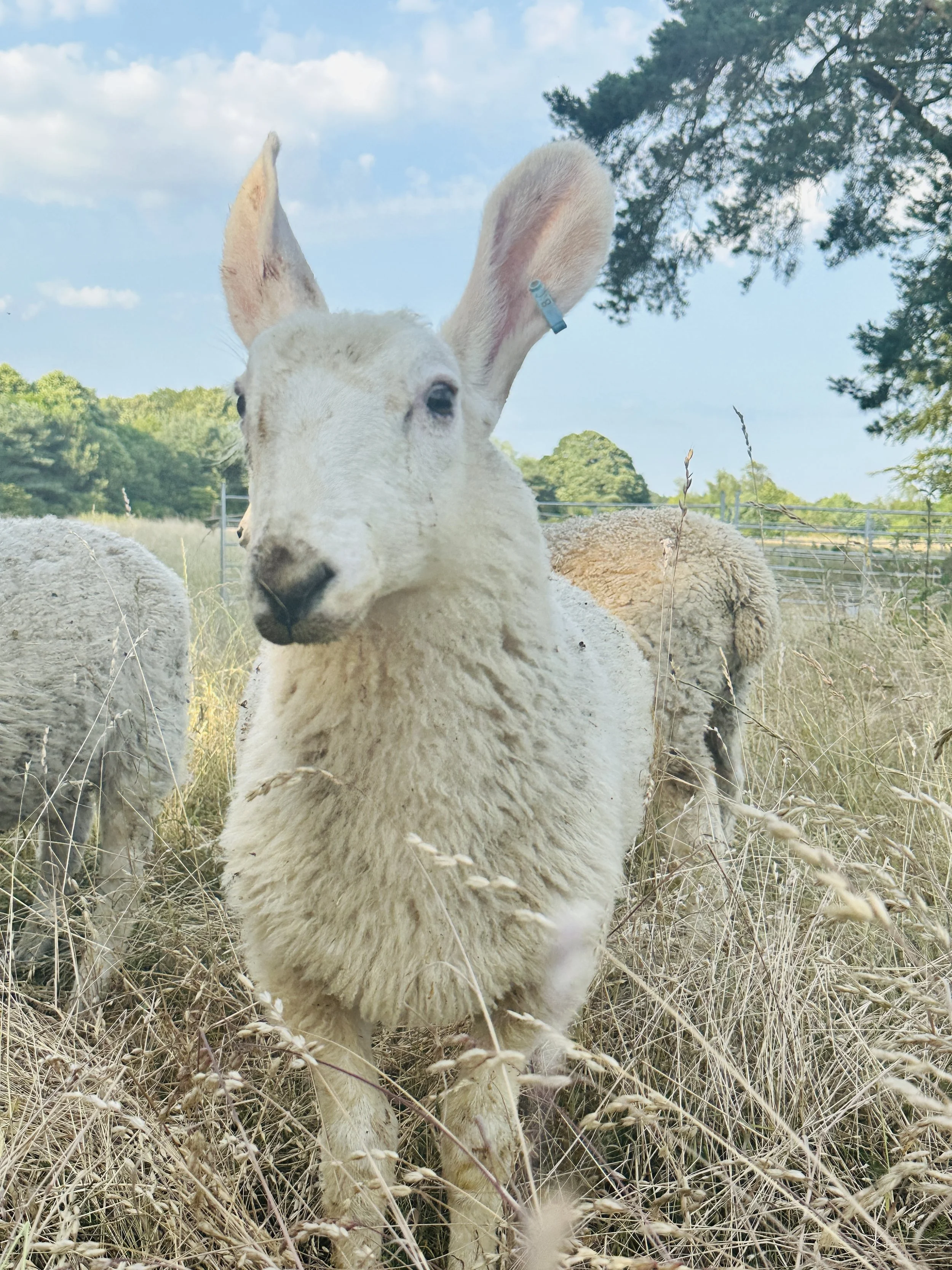 About the Border Leicester — Beachamwell Sheep