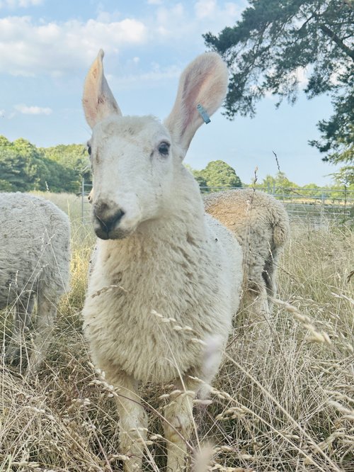 About the Border Leicester — Beachamwell Sheep