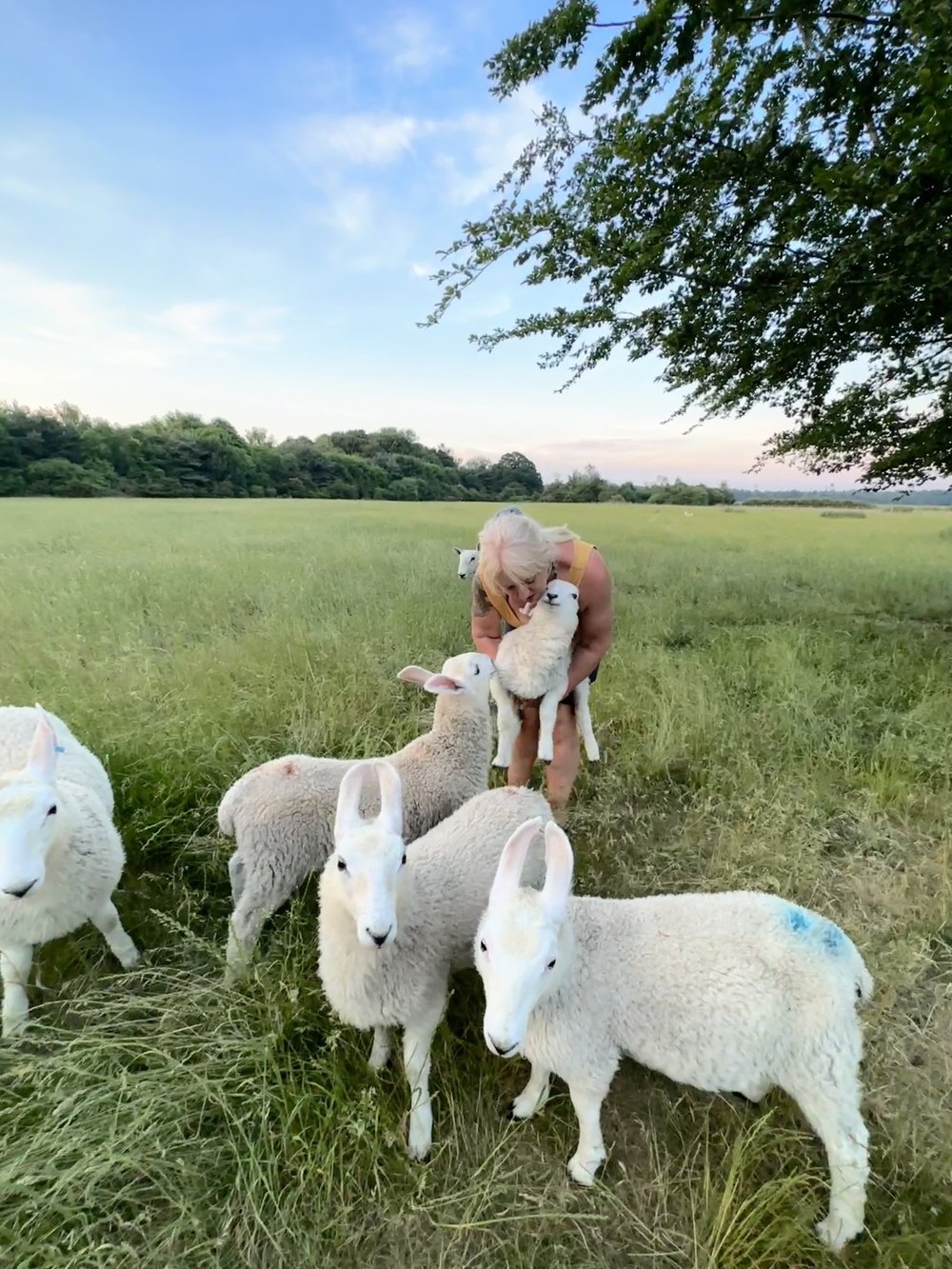 About the Border Leicester — Beachamwell Sheep