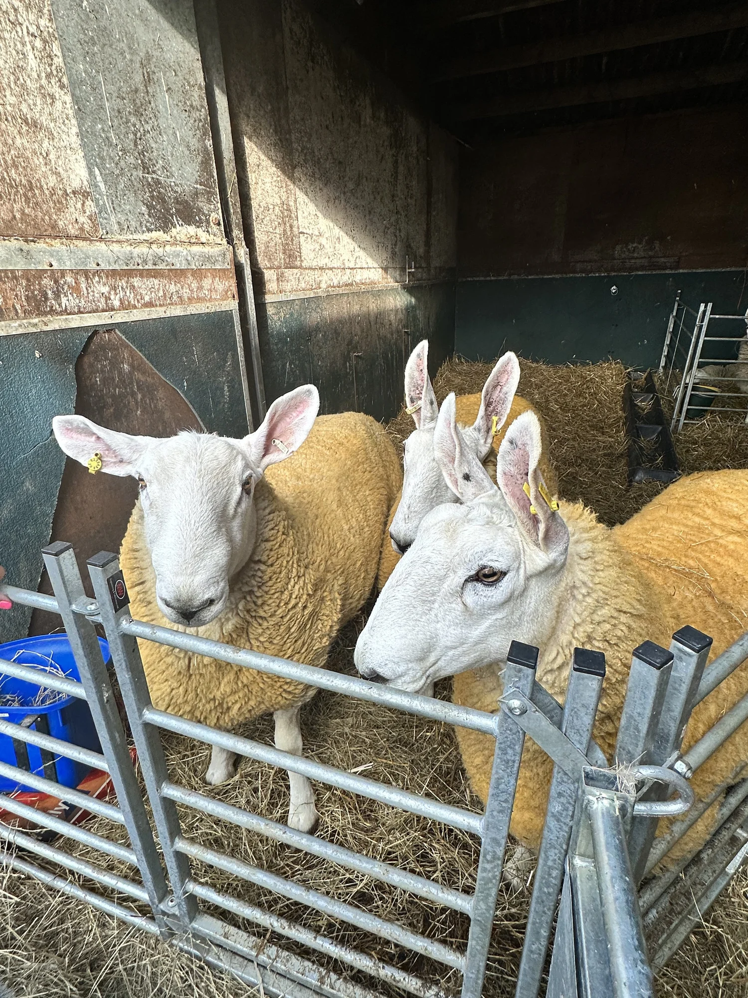 About the Border Leicester — Beachamwell Sheep