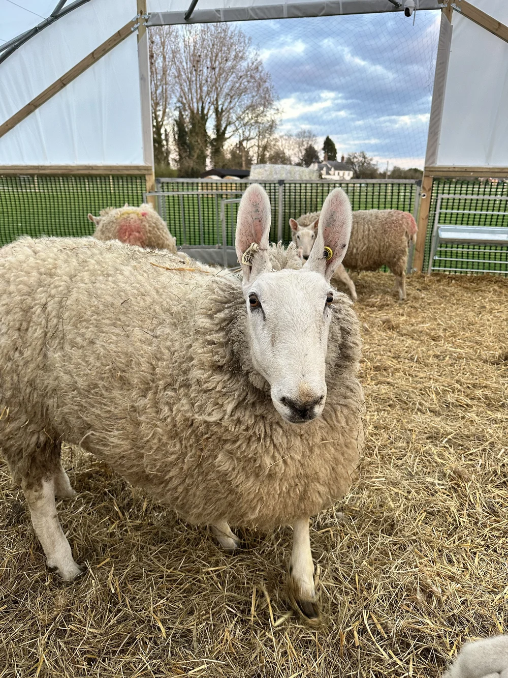 About the Border Leicester — Beachamwell Sheep