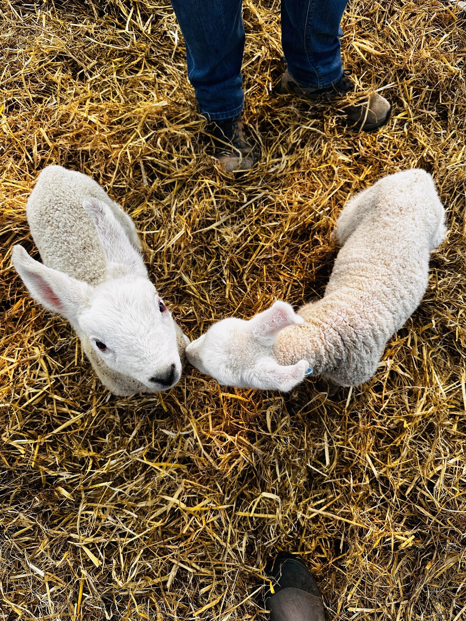 About the Border Leicester — Beachamwell Sheep