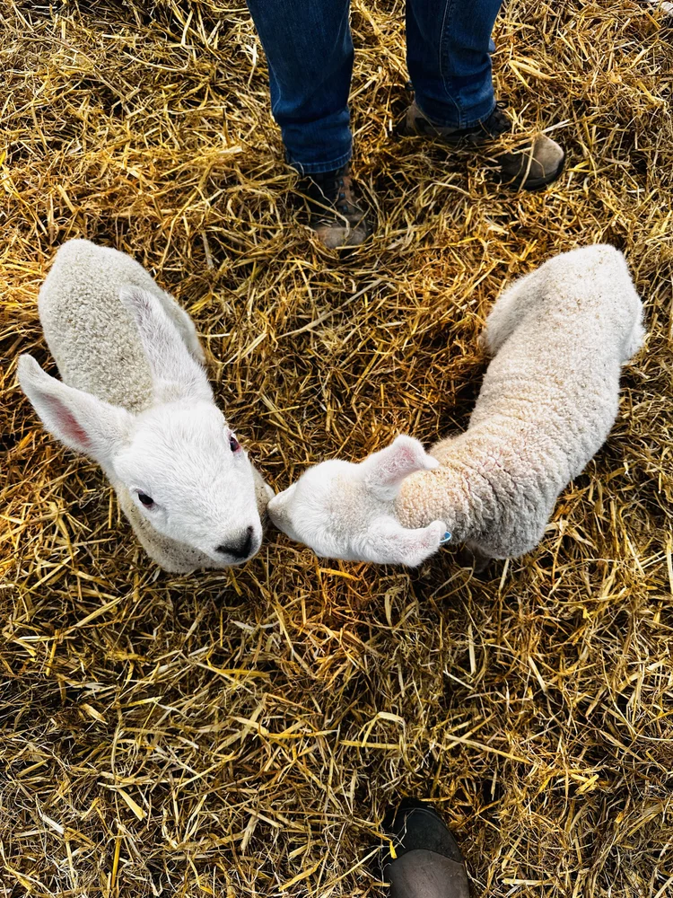 About the Border Leicester — Beachamwell Sheep