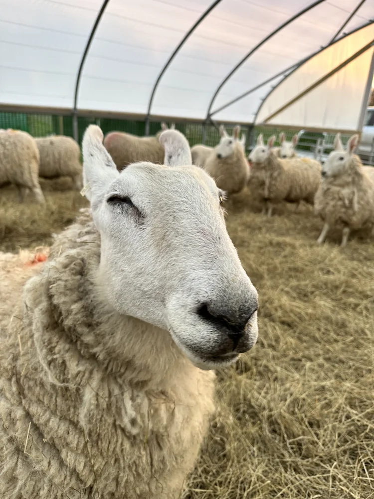 About the Border Leicester — Beachamwell Sheep