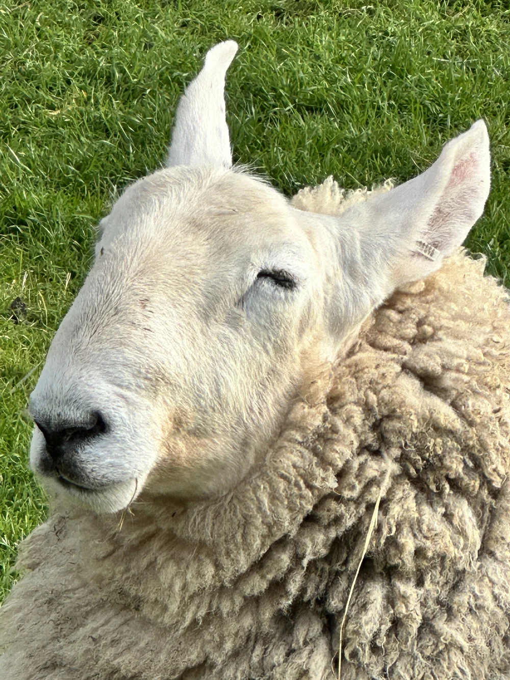 About the Border Leicester — Beachamwell Sheep