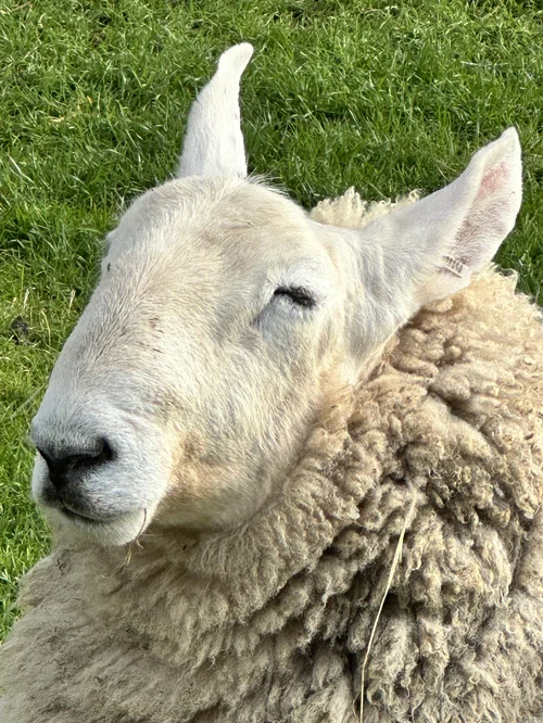 About the Border Leicester — Beachamwell Sheep