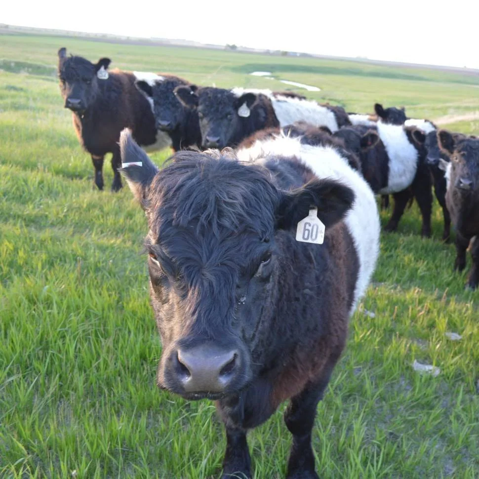 About Us — BibiSol