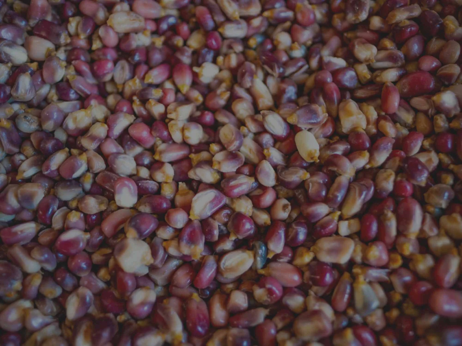 Nixtamalization Process — BibiSol