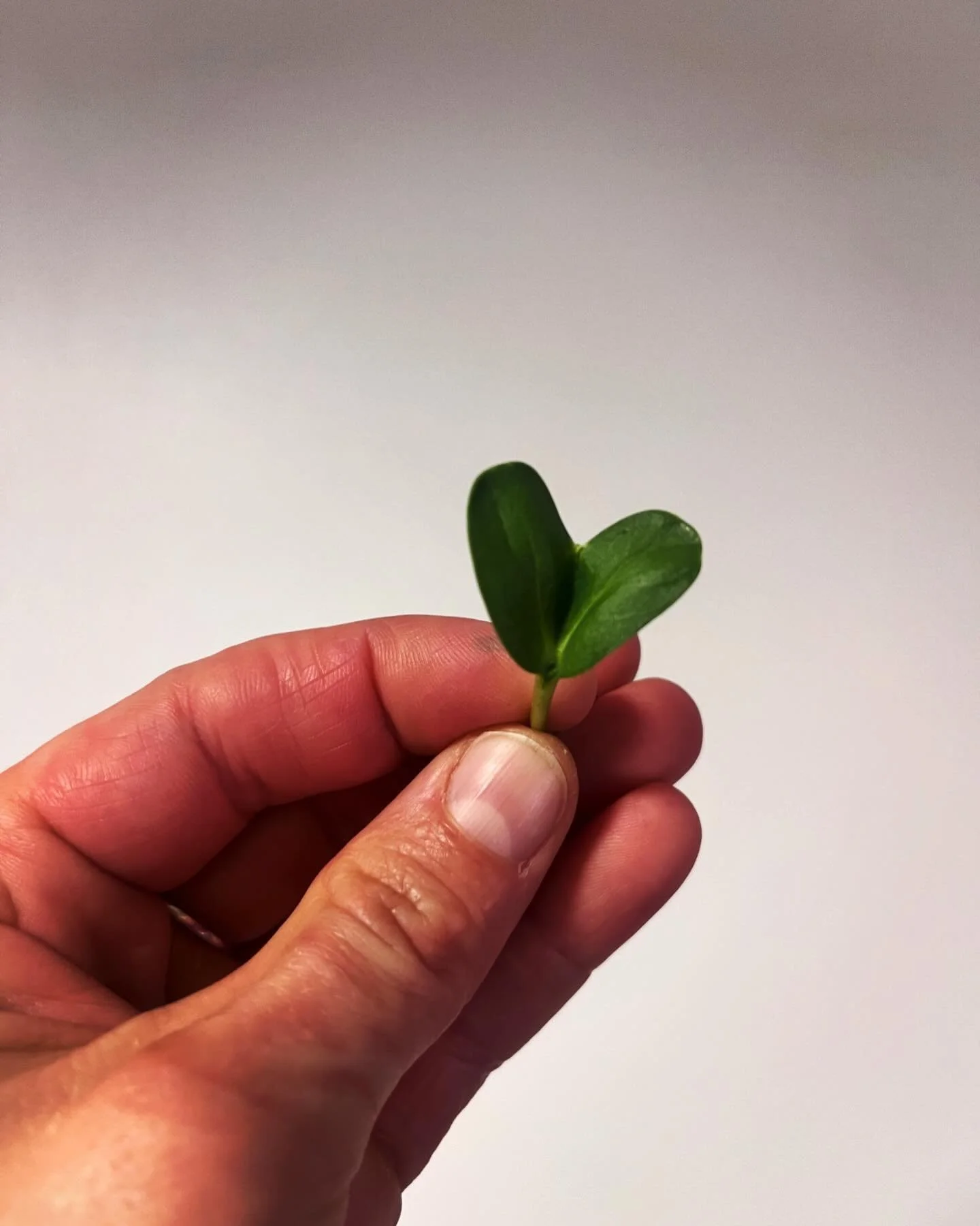 About Us — BibiSol