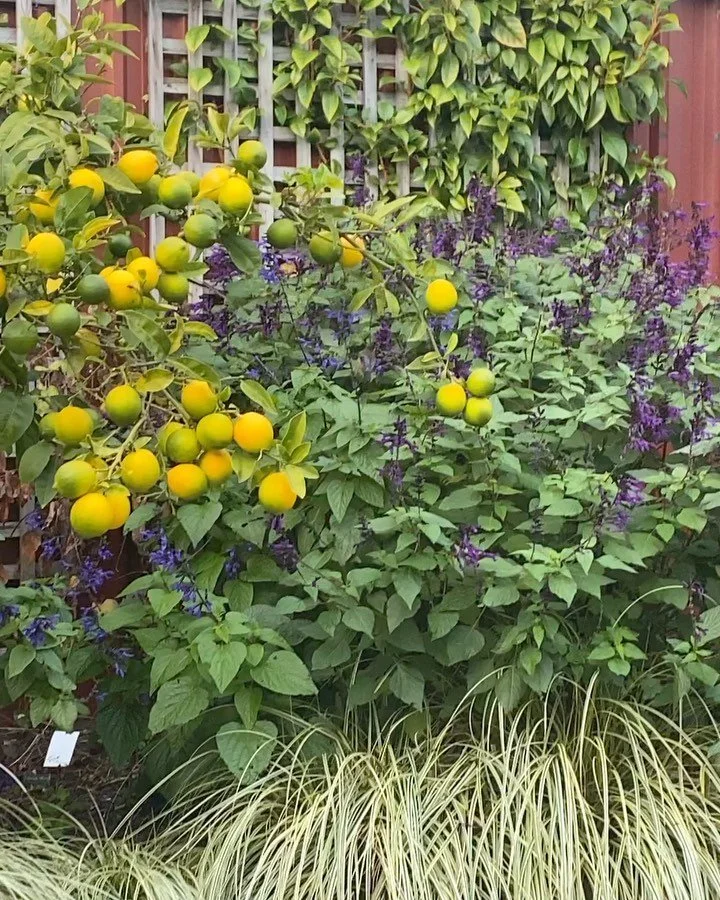 Lebrina Historic House