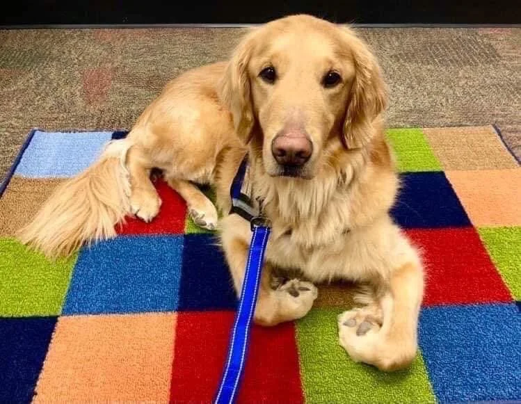 Rock Solid Dog Training, LLC