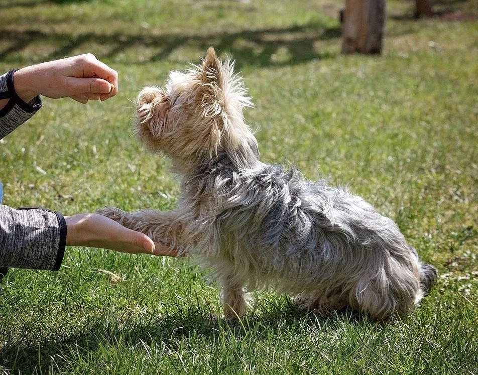 Rock Solid Dog Training, LLC