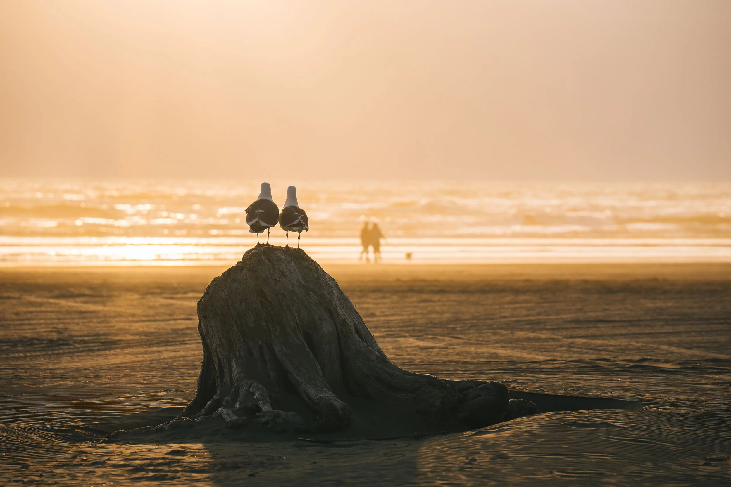 Stay — Ocean Shores