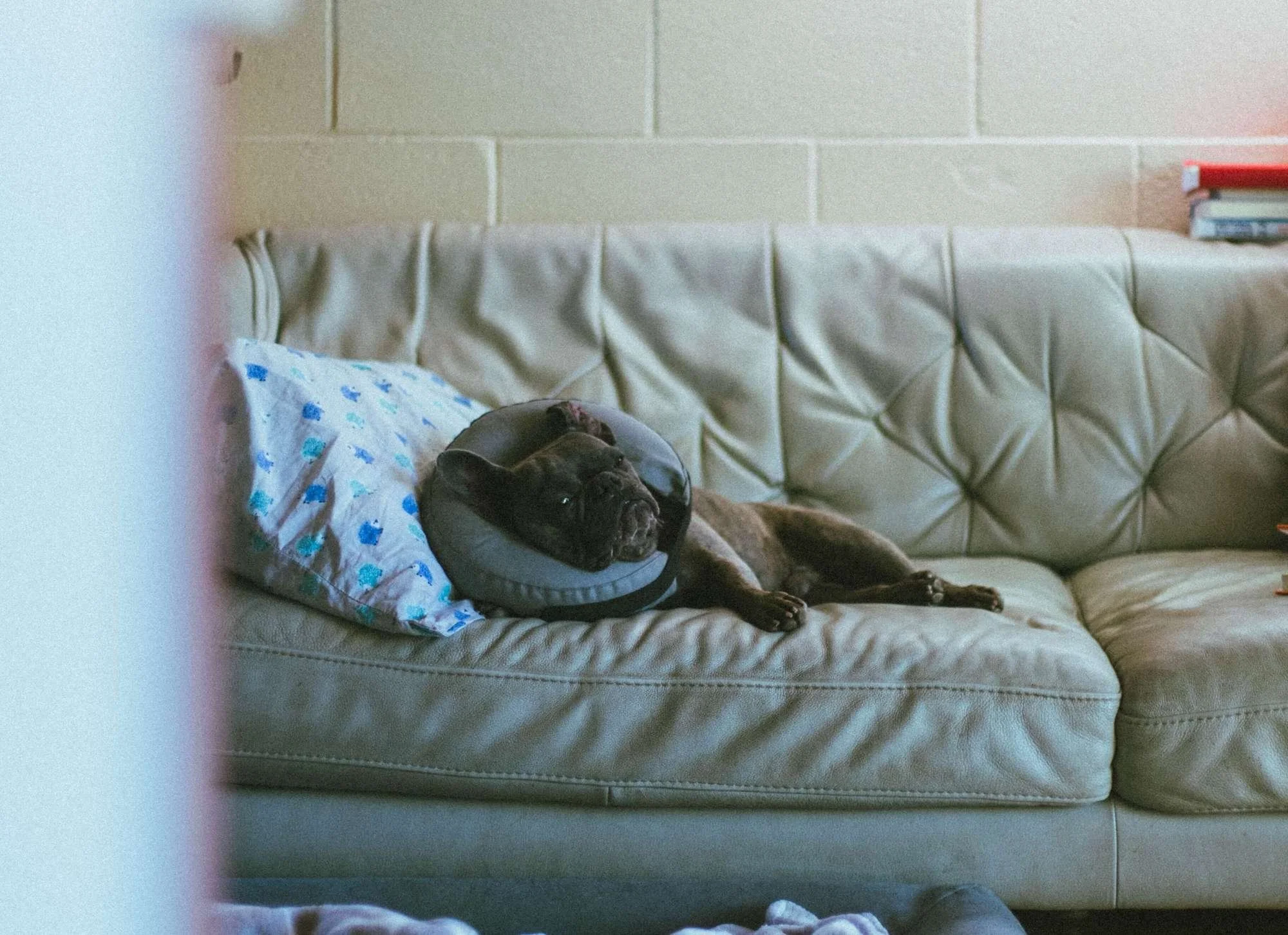 Our Services — Como Park Animal Hospital