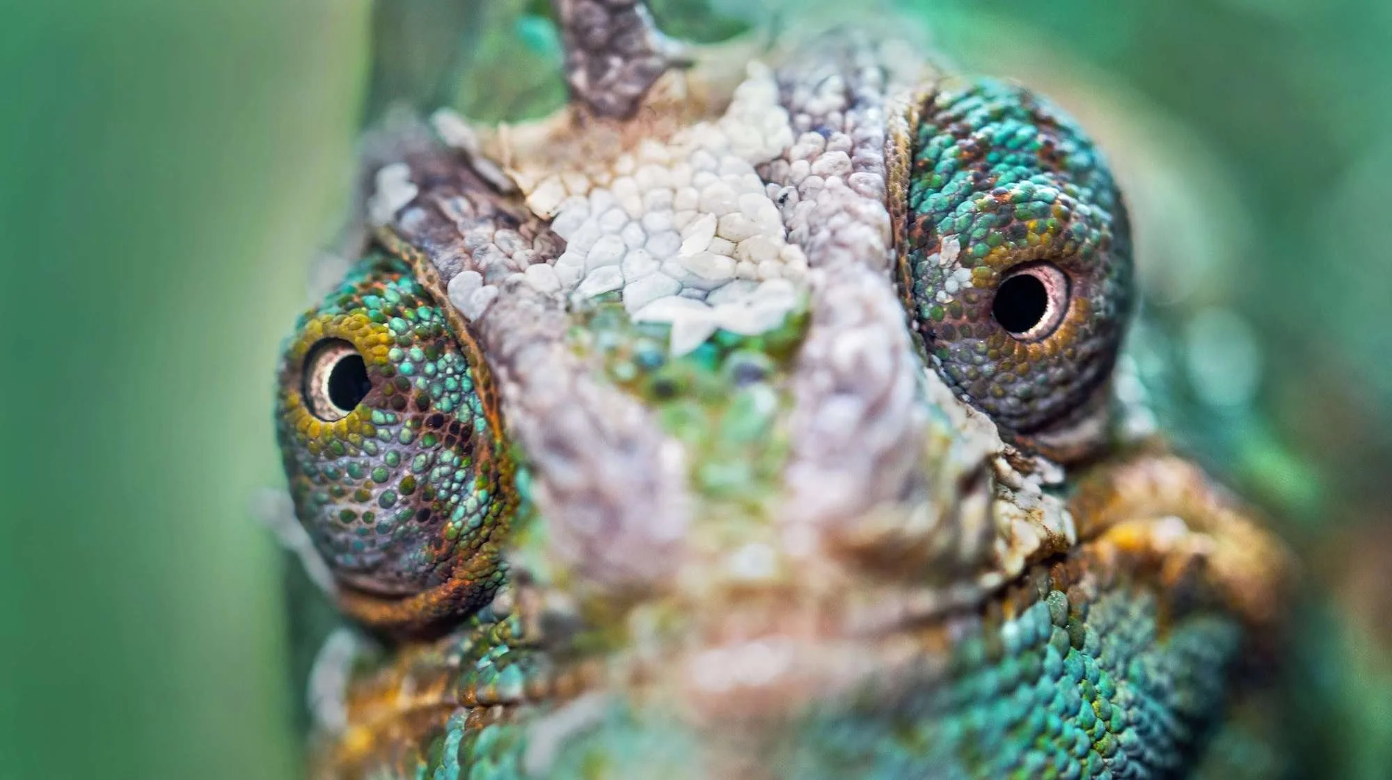 Our Services — Como Park Animal Hospital