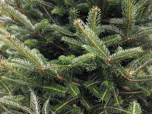 Real Christmas Trees — Heritage Valley Tree Farm