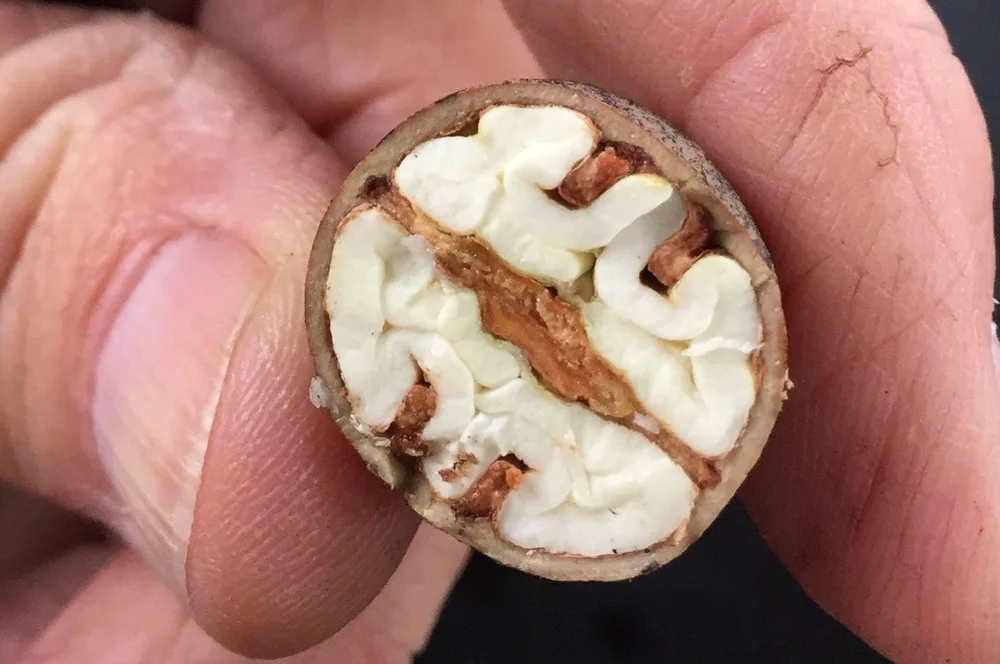 Pecans - Missouri Grown — Heritage Valley Tree Farm
