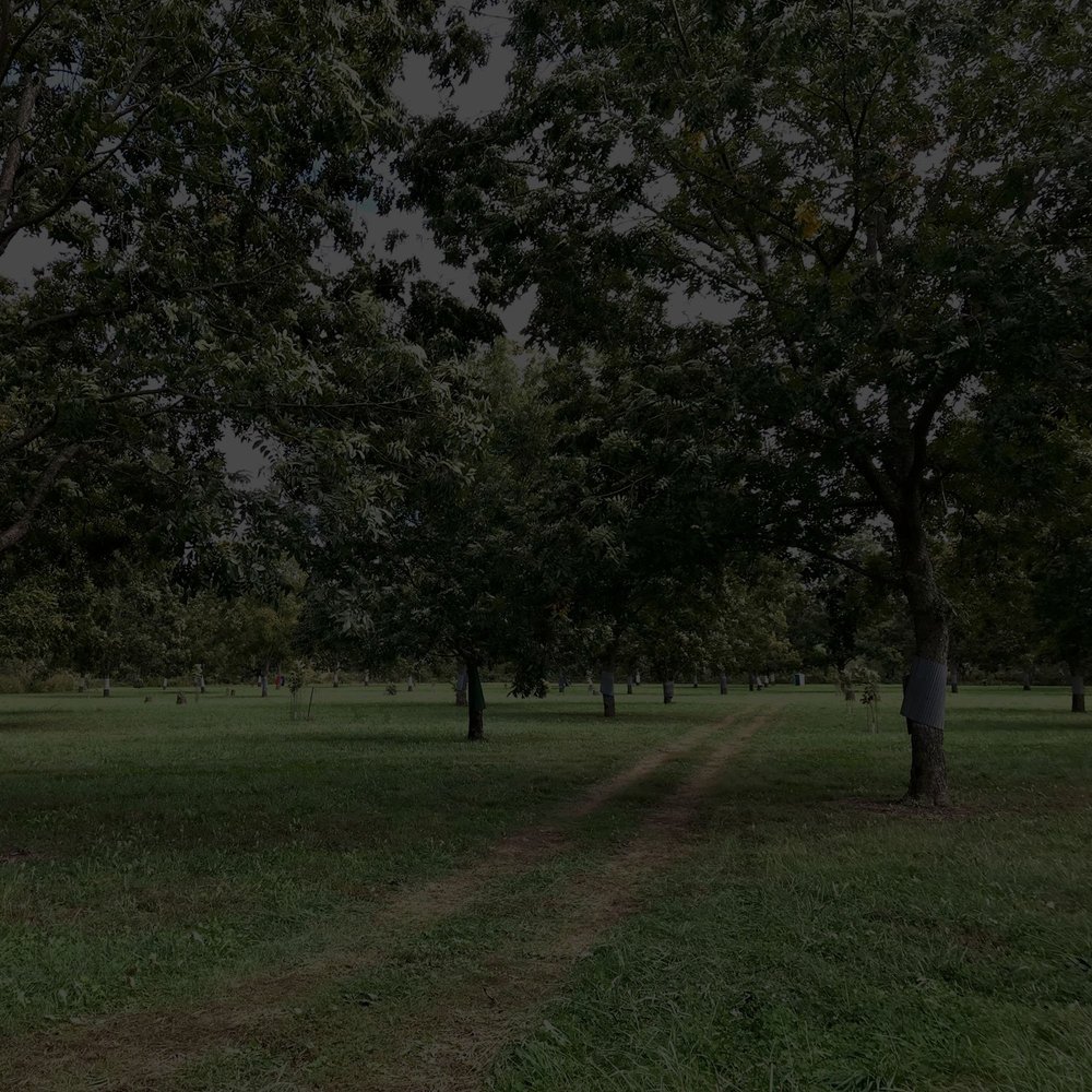 Pecans - Missouri Grown — Heritage Valley Tree Farm