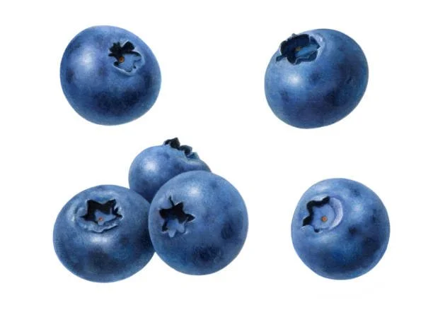 Bloom Bagels