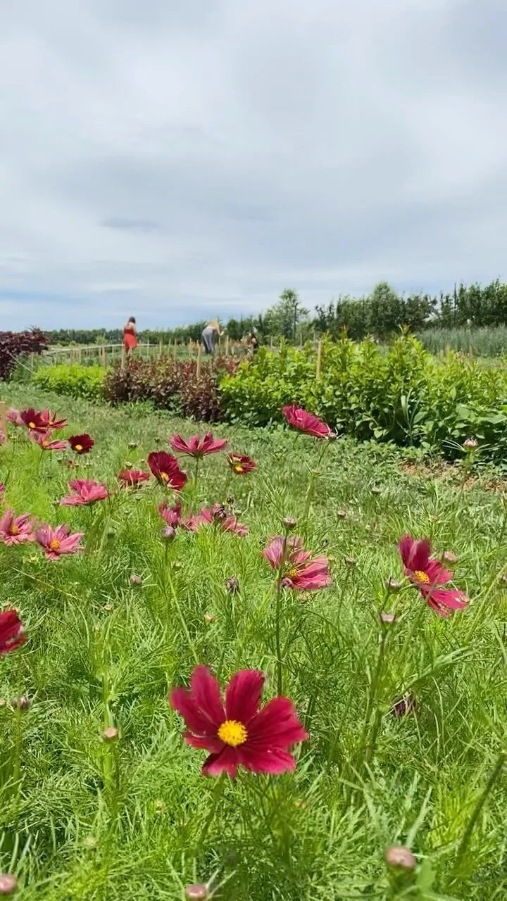 Virginia Gold Orchard | Fresh Fruits | Flowers | Farm Pantry | Lavender ...