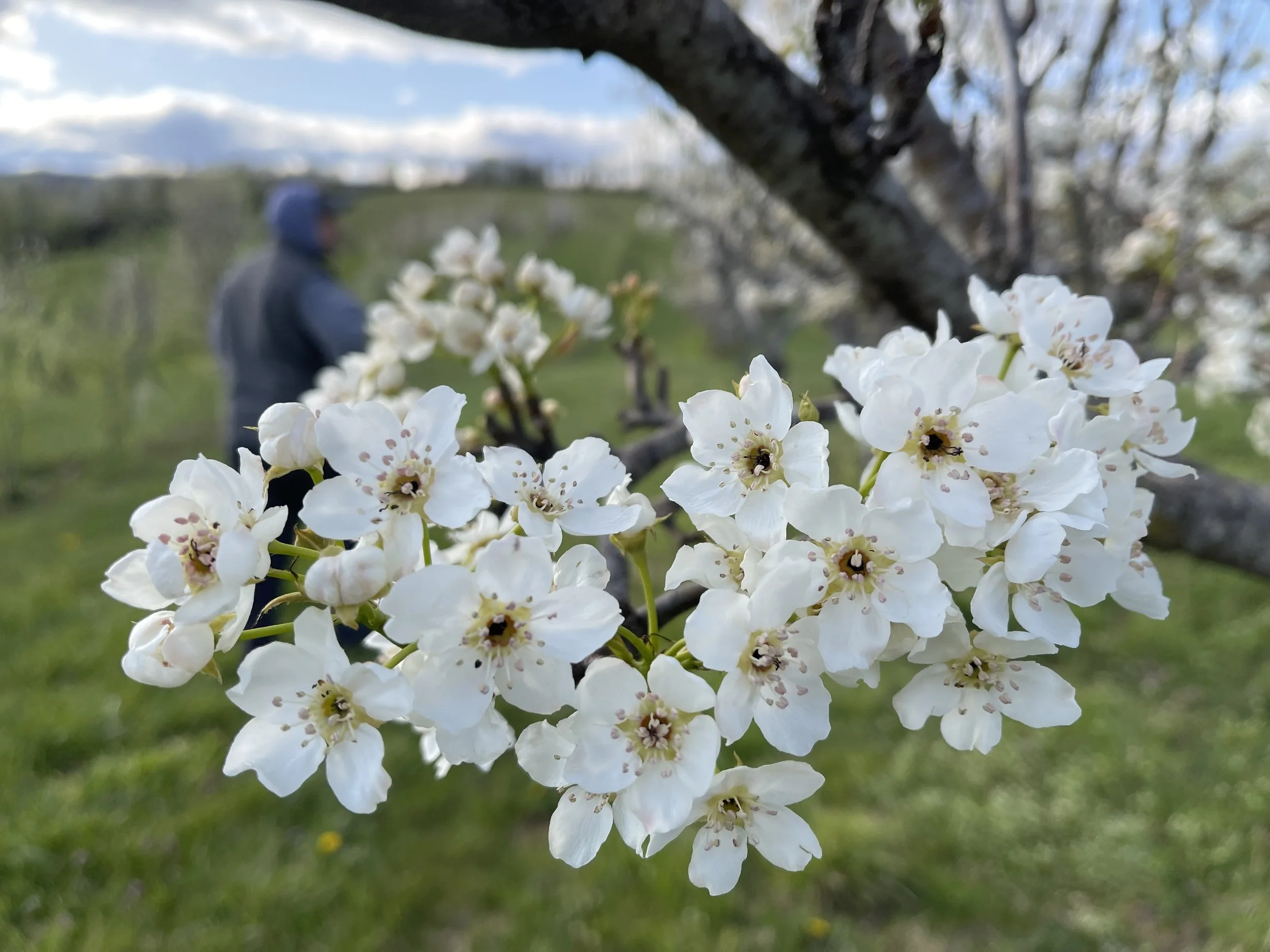 Virginia Gold Orchard | Fresh Fruits | Flowers | Farm Pantry | Lavender ...