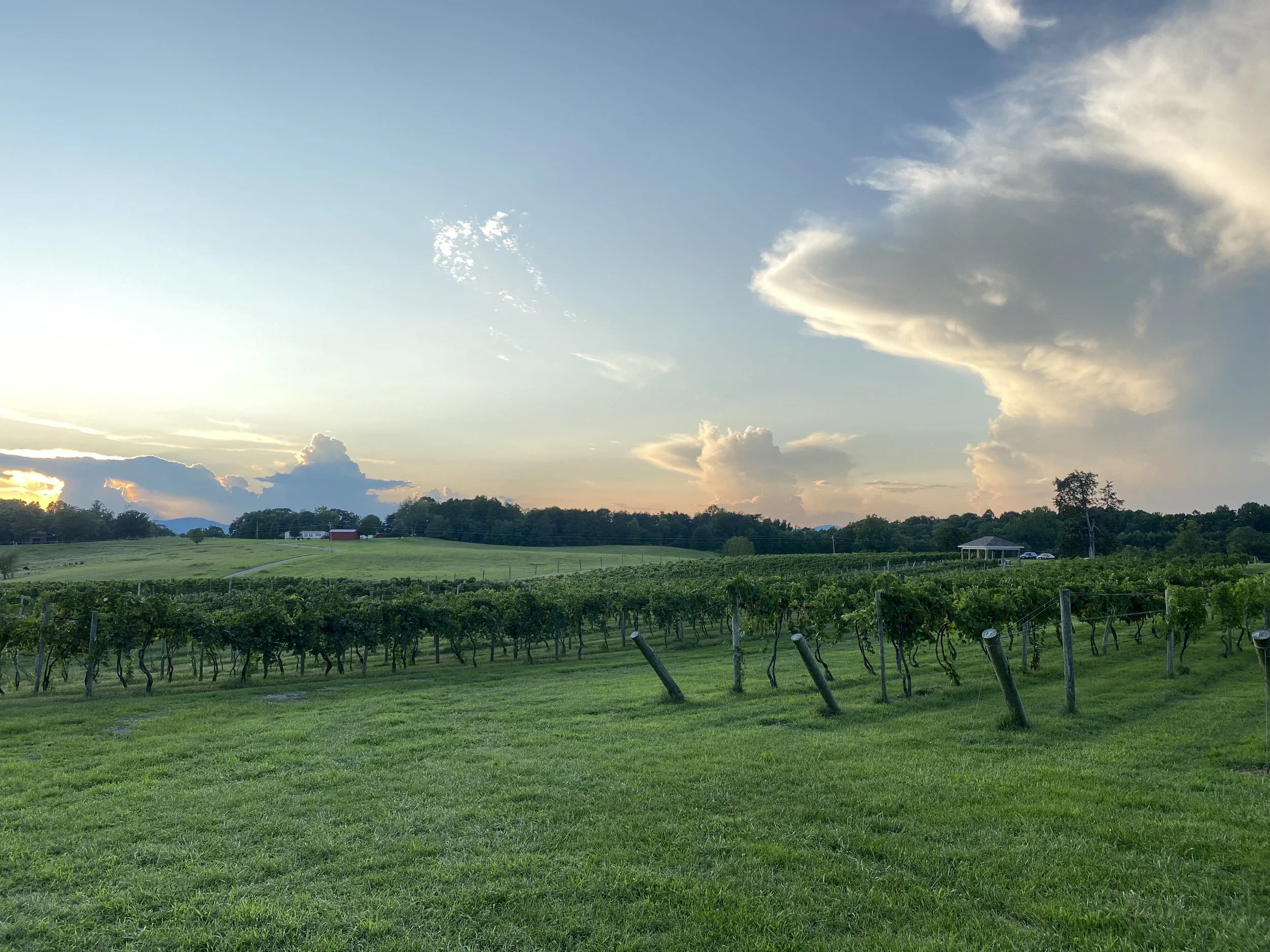 Virginia Gold Orchard | Fresh Fruits | Flowers | Farm Pantry | Lavender ...