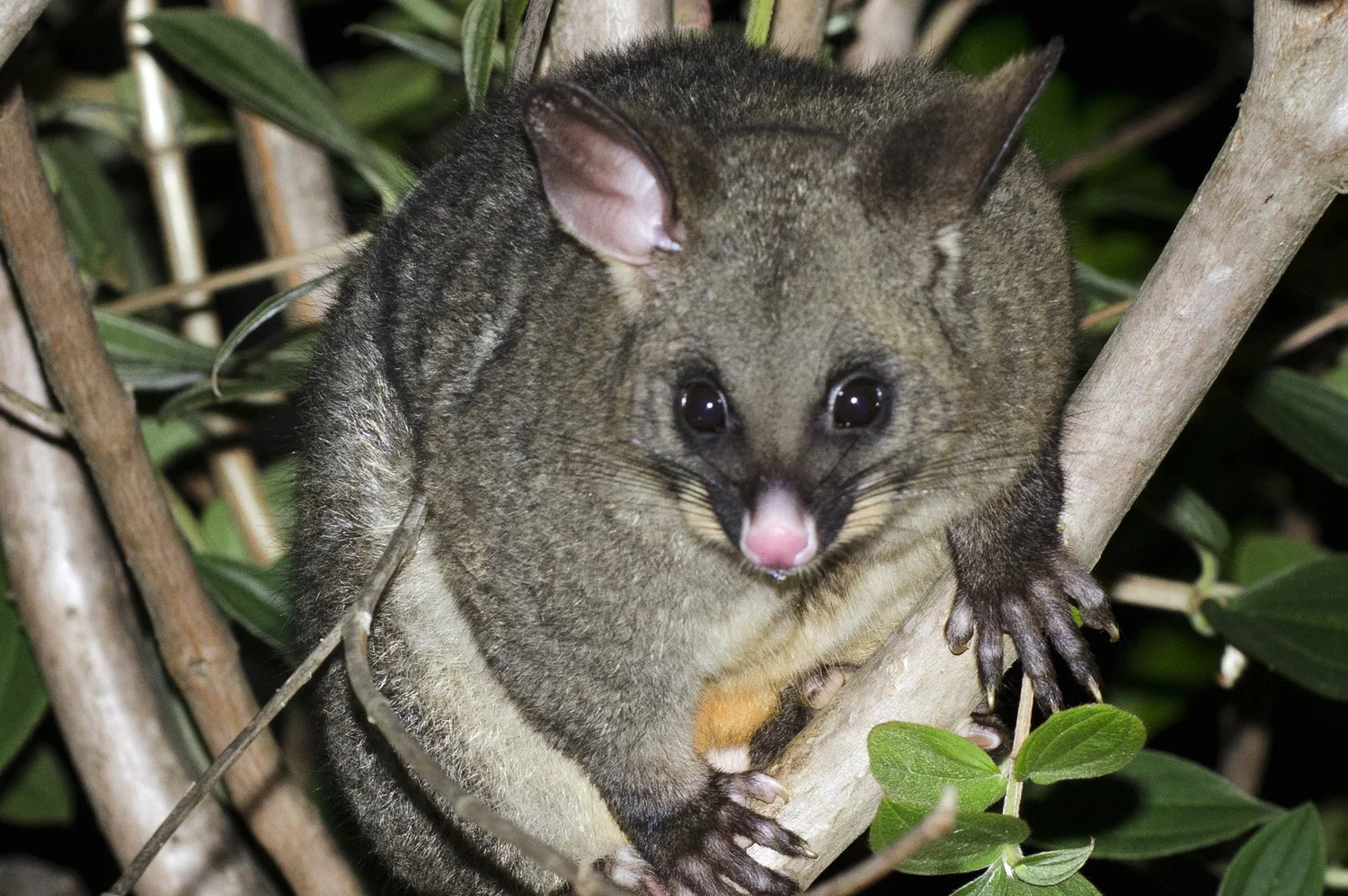 The Ecological Toll - A Dive Into Possums Impact — Canopy Conservation ...