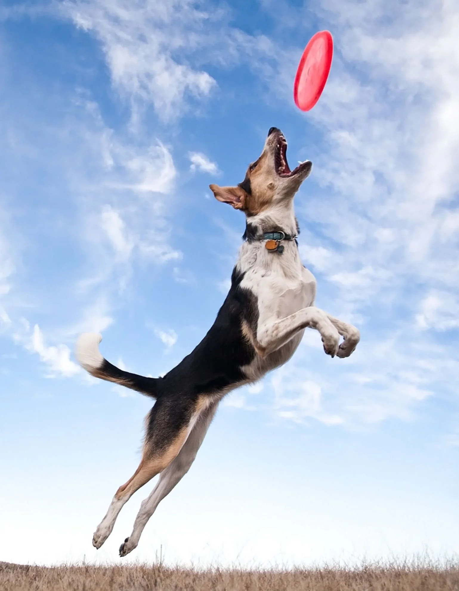 happyhounddogtraining.com