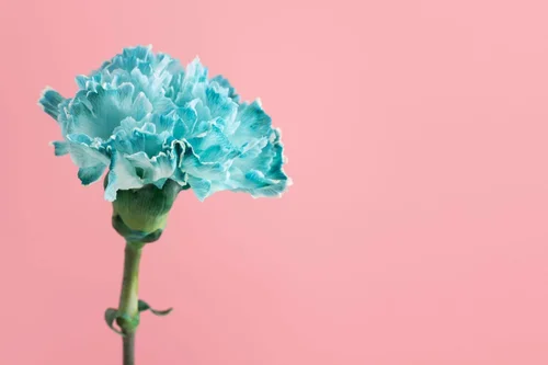 What Does The Carnation Flower Mean? All You Need To Know — Royal Blooms