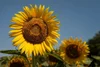 What Does The Sunflower Mean? All You Need To Know — Royal Blooms