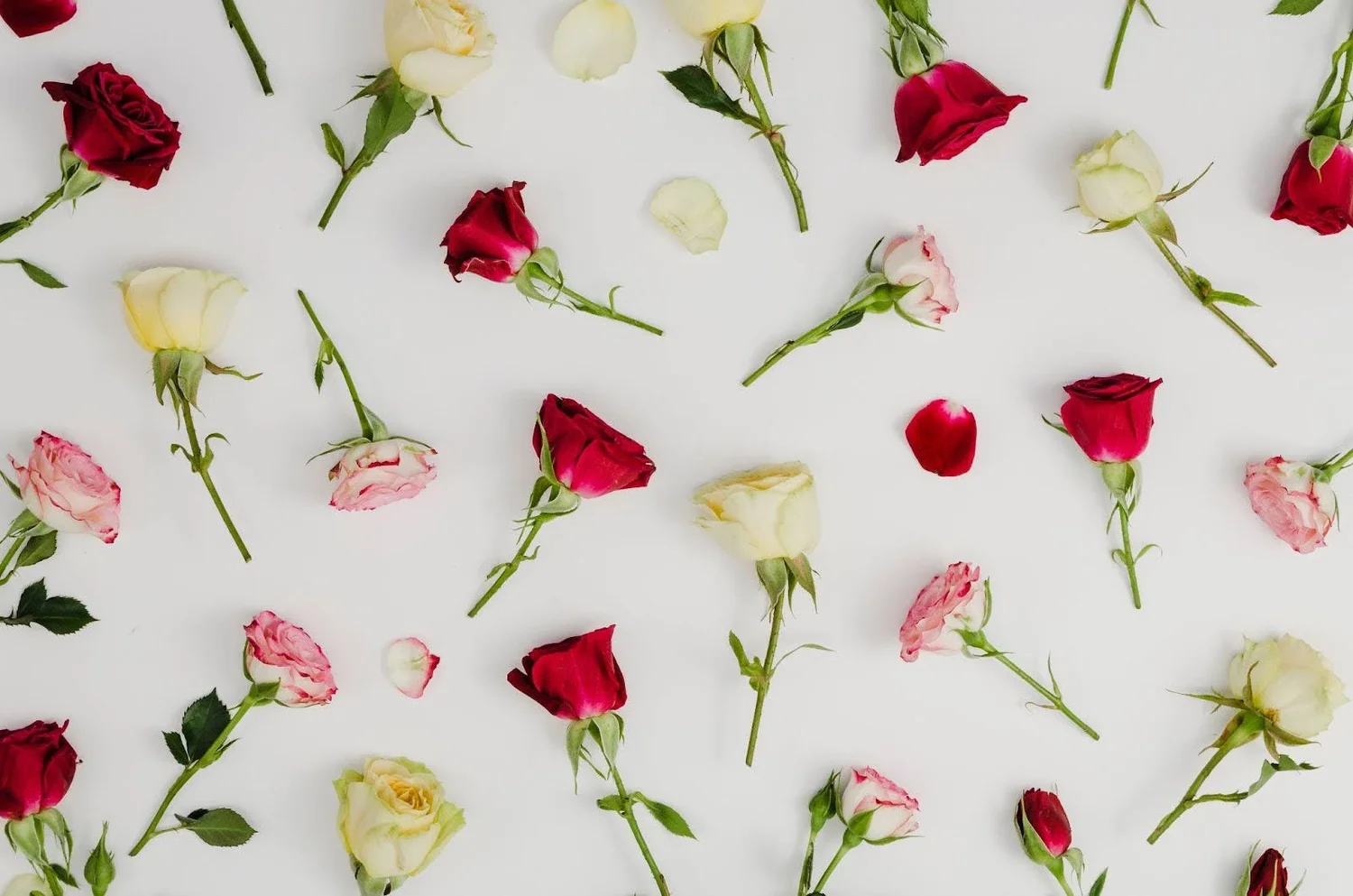What Does The Rose Flower Mean? All You Need To Know — Royal Blooms