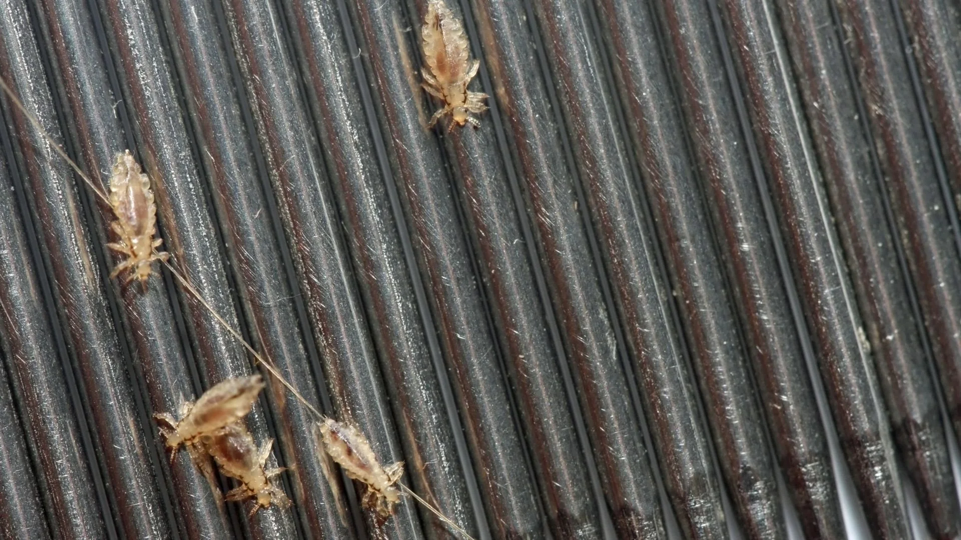 Lice & Nit Removal Services — Houston, TX — premierlicespa.com