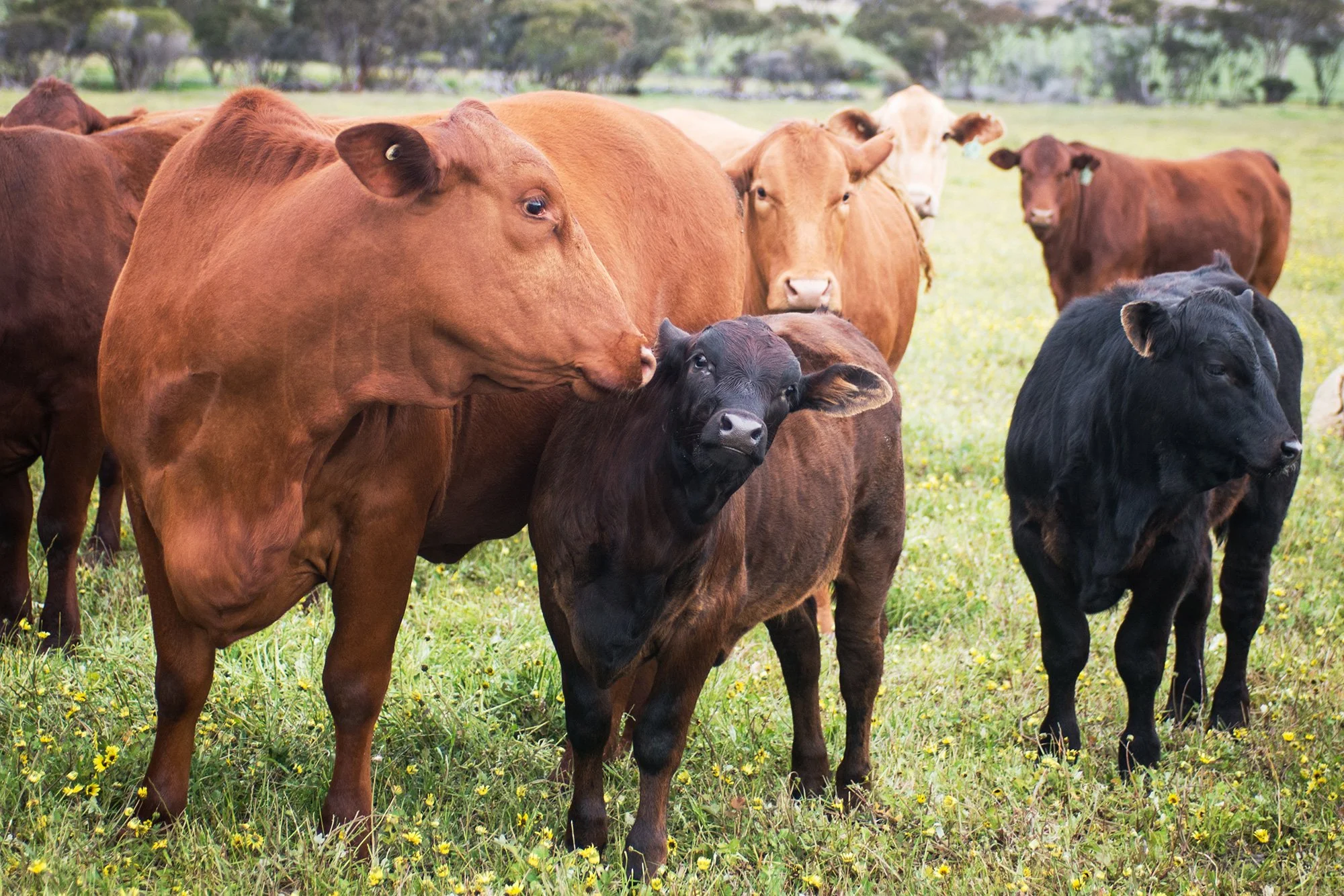 Our Cattle — Kerrigan Valley Beef
