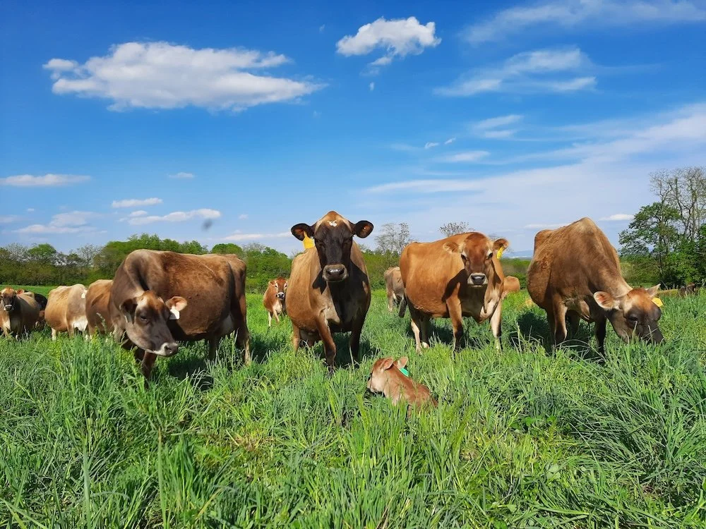 Grass Fed Milk in Washington, DC - Clear Spring Creamery