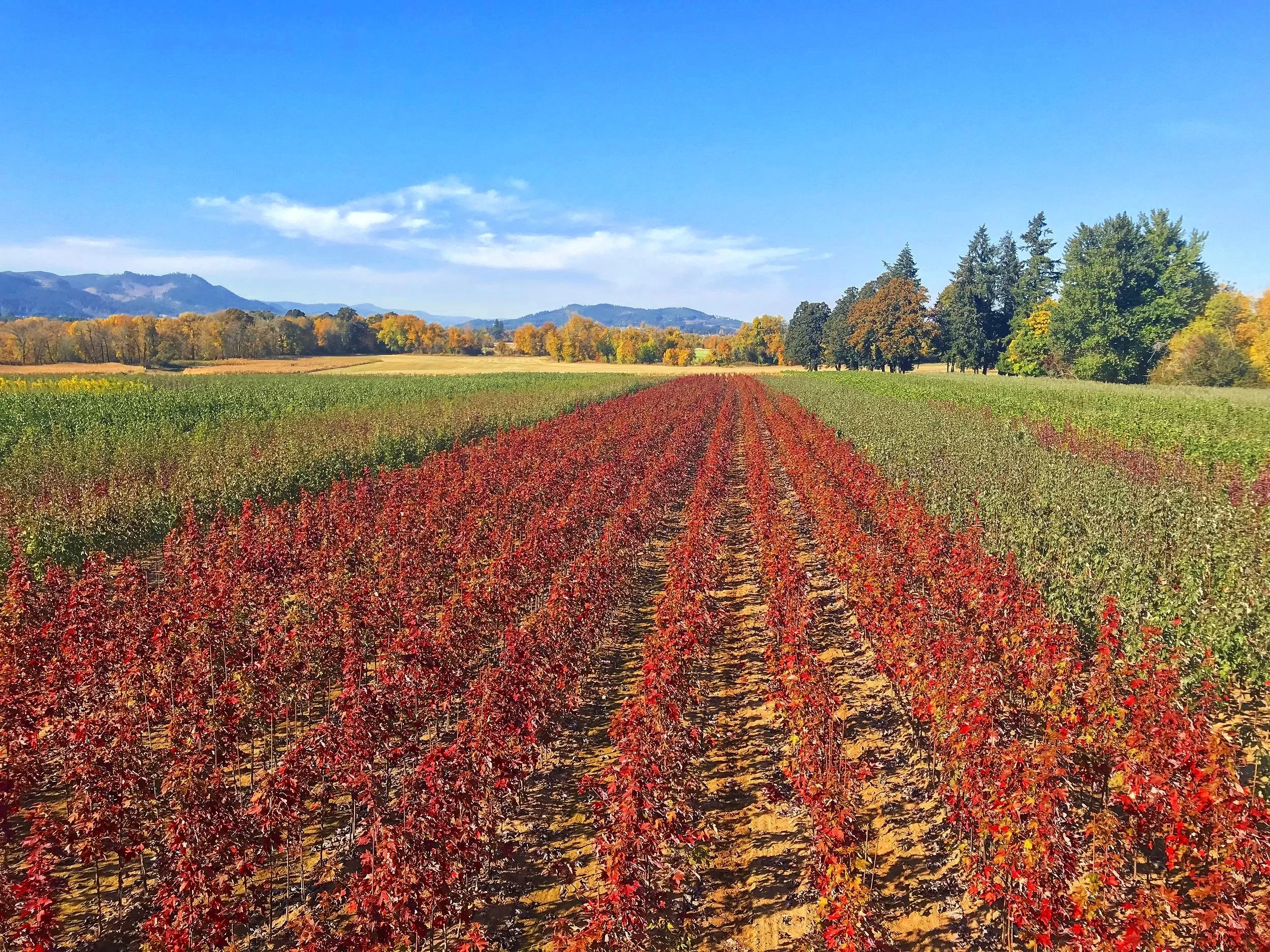 About — Northwest Nursery
