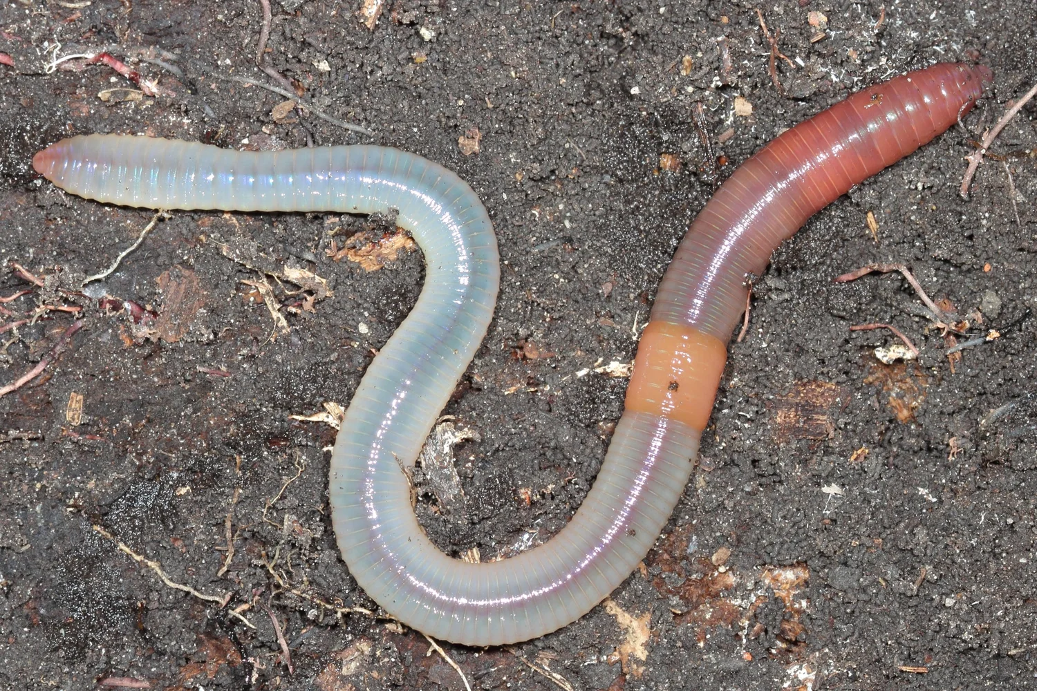 Regenwormen INFO — ANEKO regenwormenwerkgroep