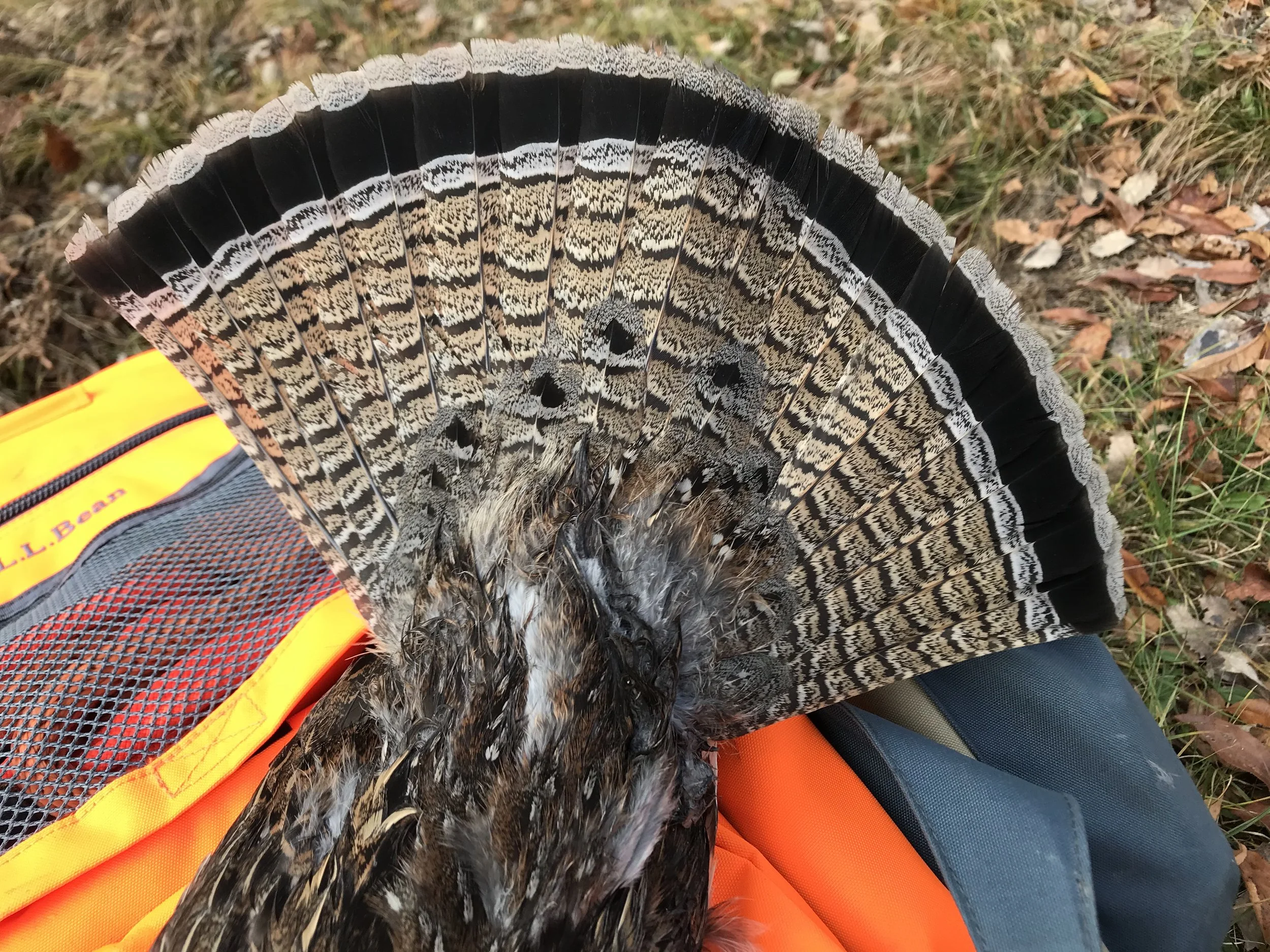 Store — Upland Habitat Conservancy