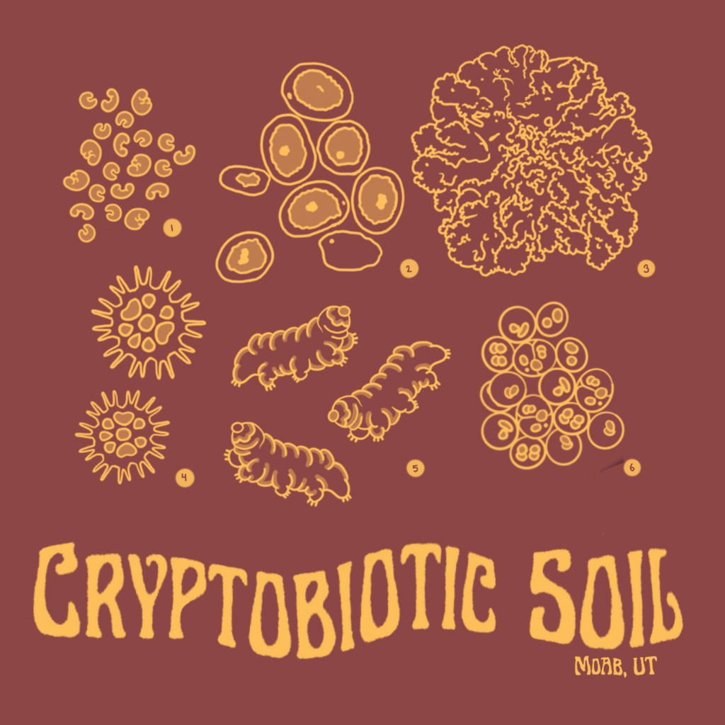 Living Desert Series Part I: The Cryptobiotic Soil of Moab, UT — Wilde ...