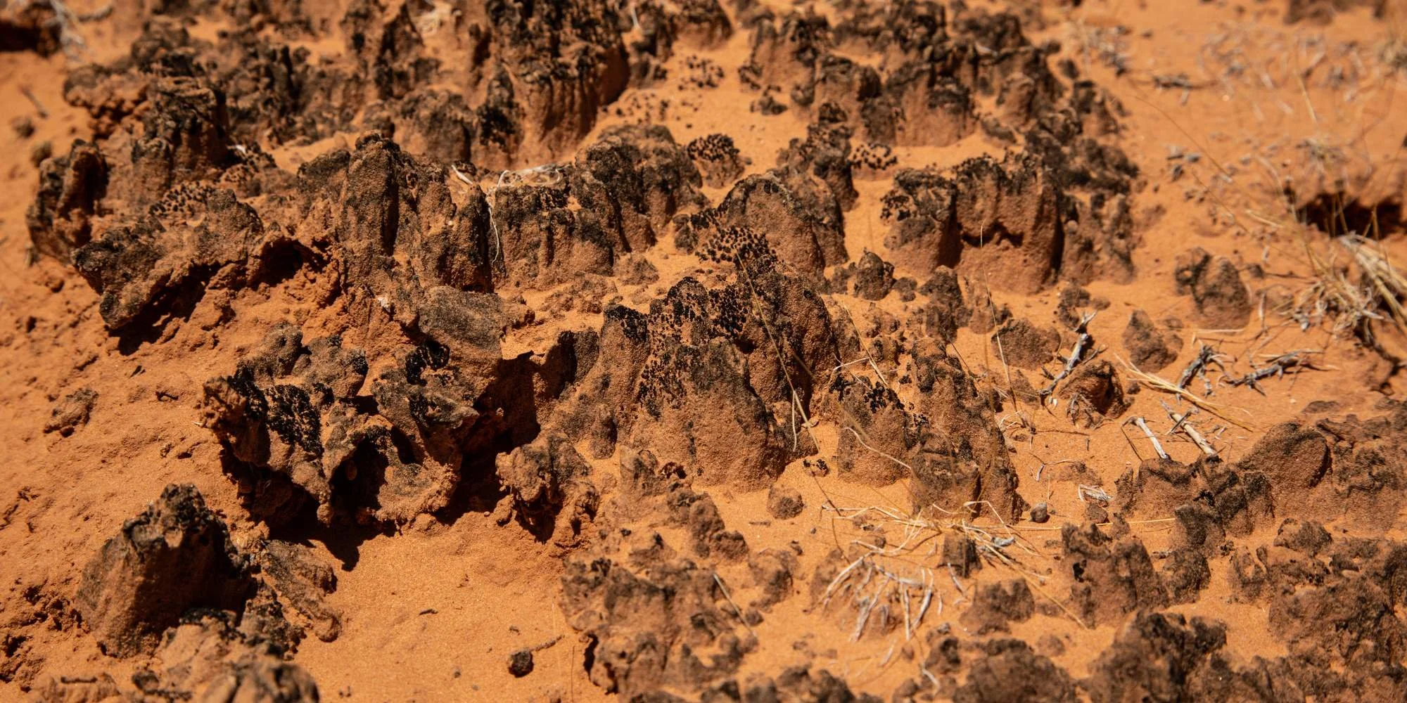 Living Desert Series Part I: The Cryptobiotic Soil of Moab, UT — Wilde ...