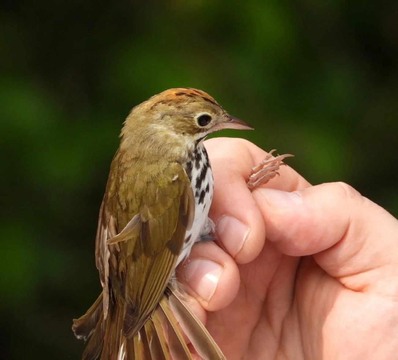 Citizen Science — Soldiers2Scientists