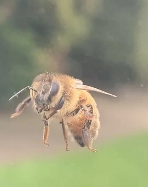 Bound To Bee
